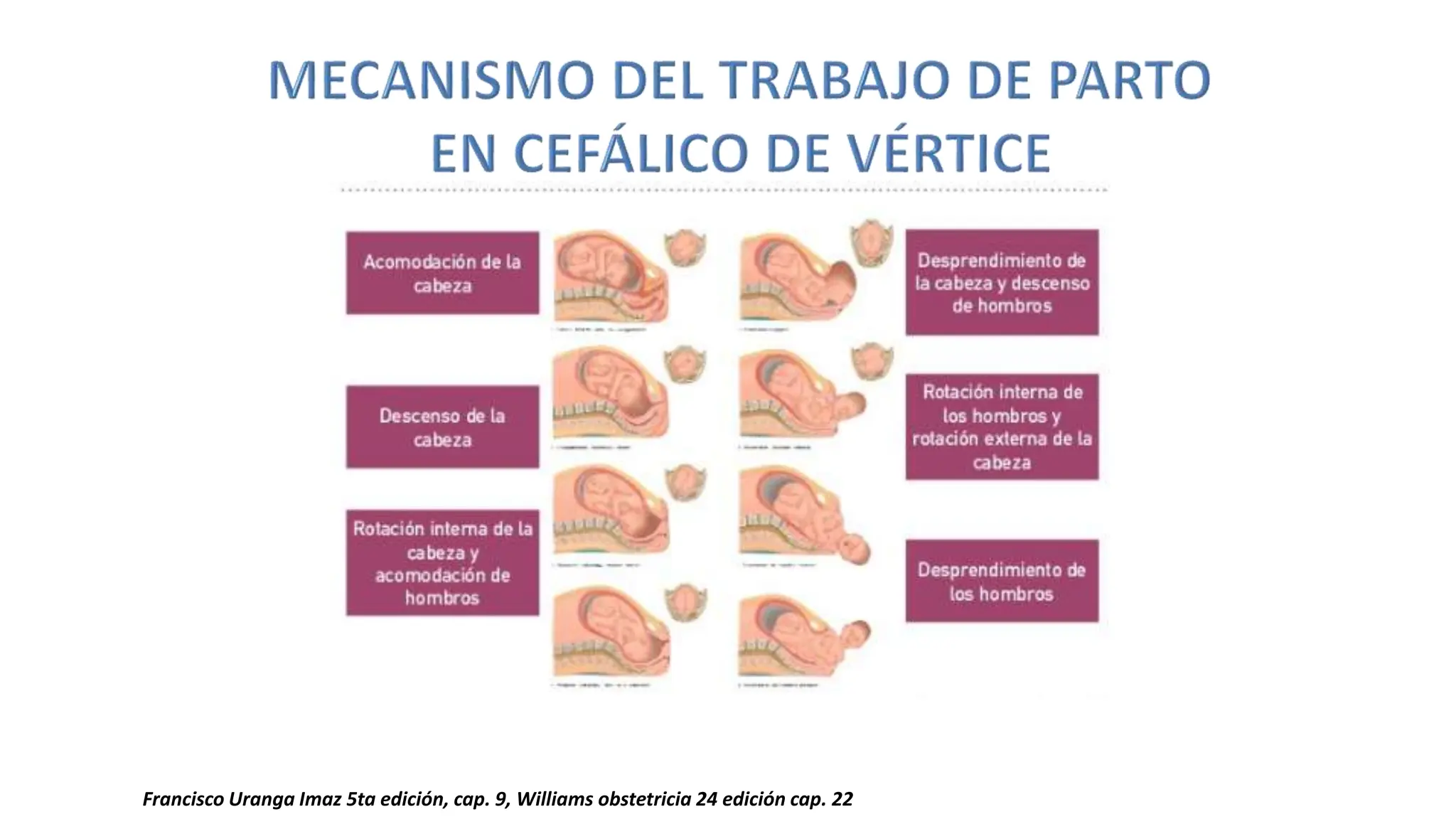 Mecanismo de trabajo de parto cefálica de vértice | PPTX