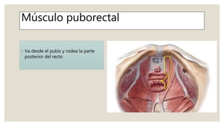Parto (fisiología y anatomía) | PPTX