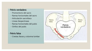 Parto (fisiología y anatomía) | PPTX