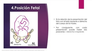 parto normal-movimientos cardinales-octavo semestre-segun williams-Dra ...