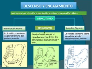 Que es el Parto (Ginecología Y Obstetricia) | PPTX