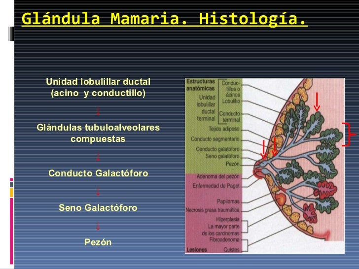Parto Y Lactancia