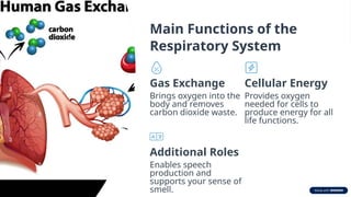 Parts-and-Functions-of-the-Respiratory-System.pptx