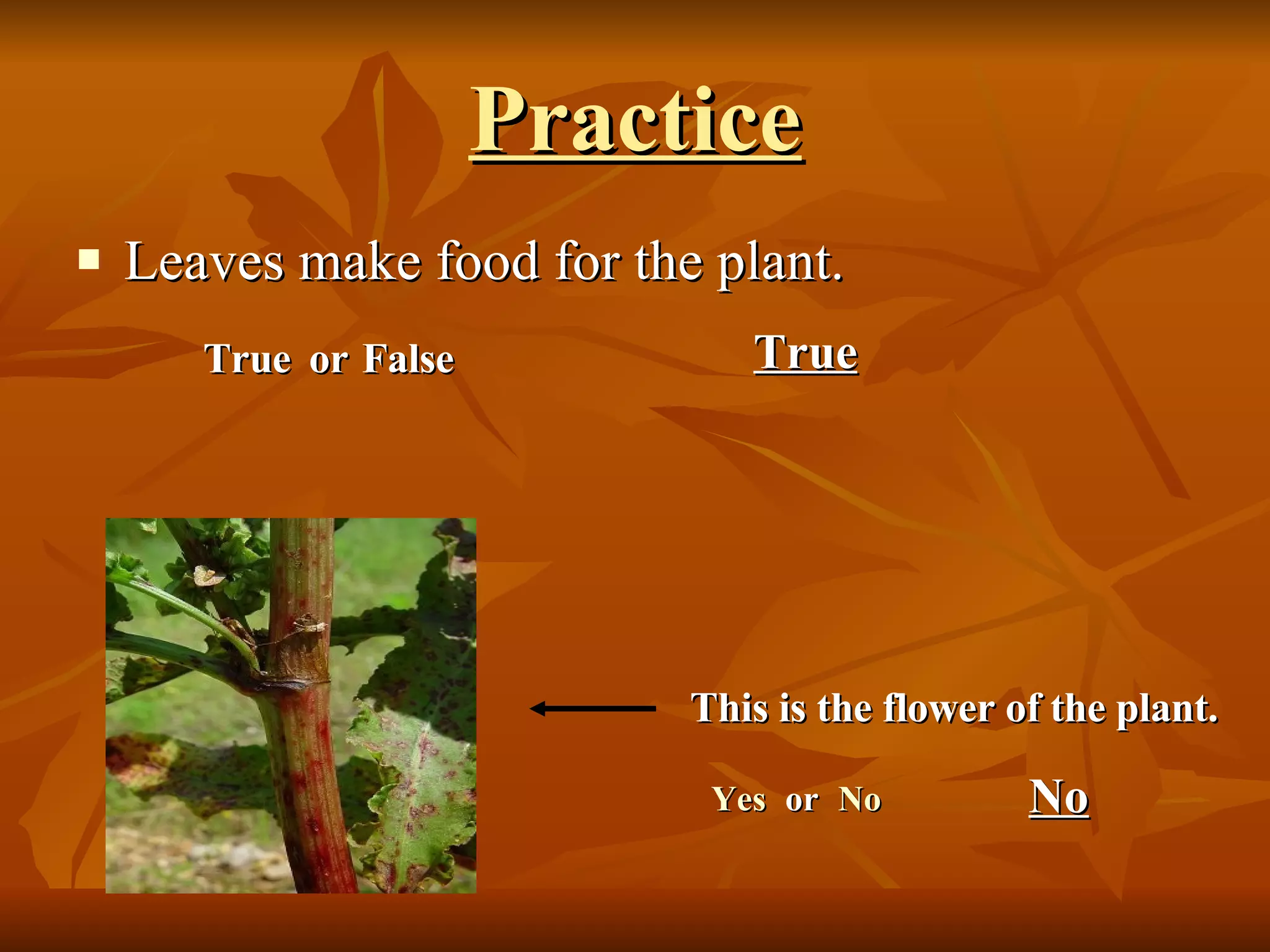 Parts of a Plant | PPT