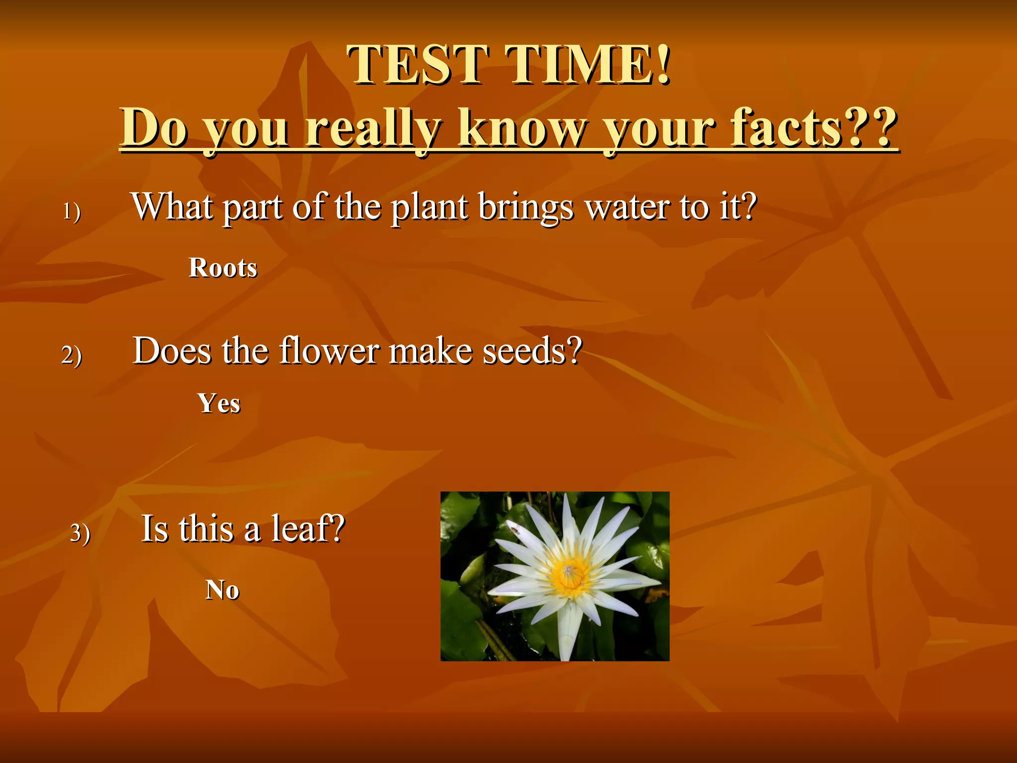 Parts of a Plant | PPT