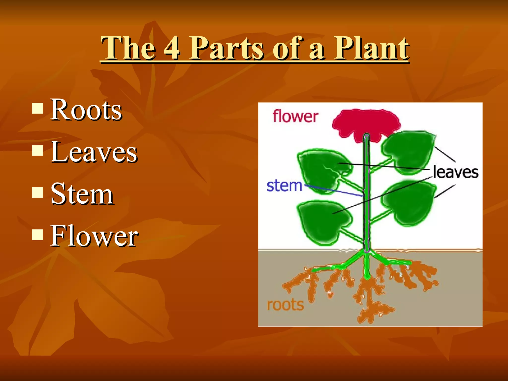 Parts of a Plant | PPT