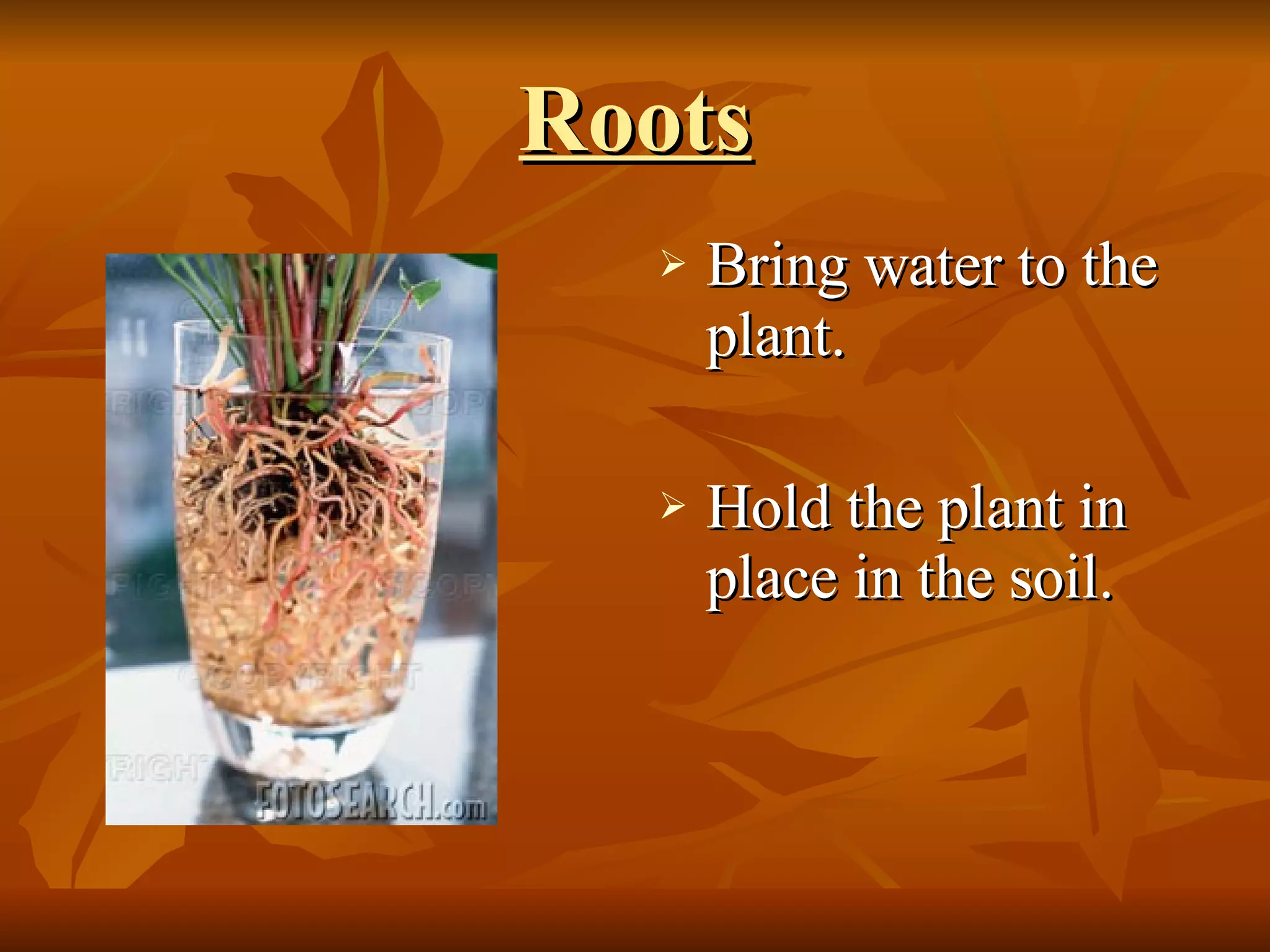 Parts of a Plant | PPT