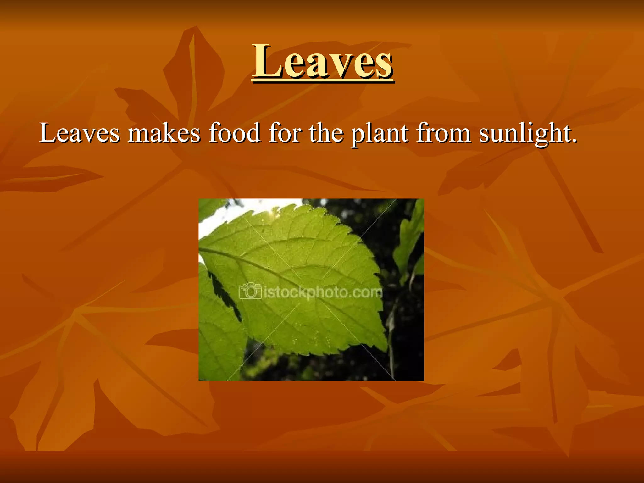 Parts of a Plant | PPT