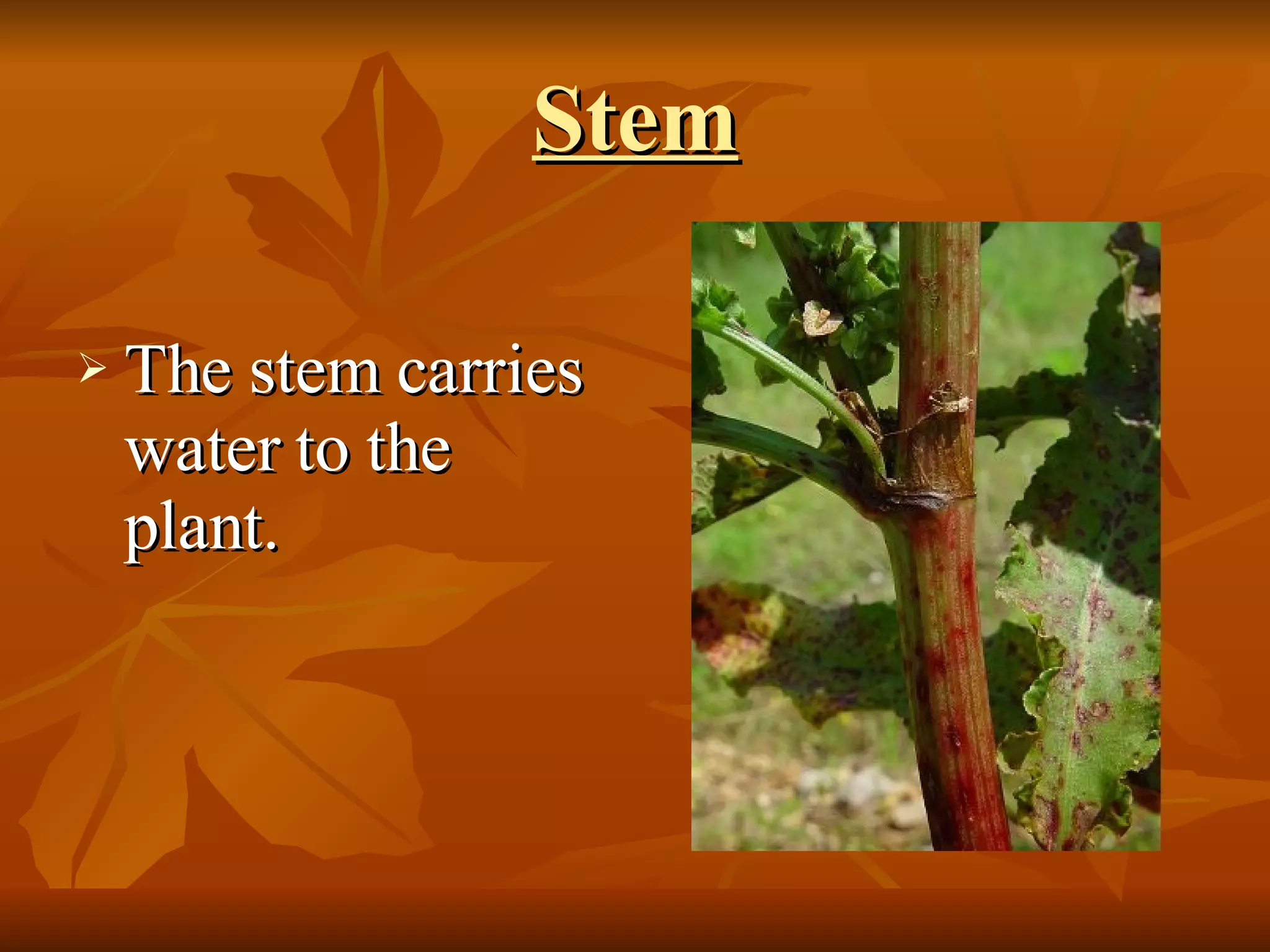 Parts of a Plant | PPT