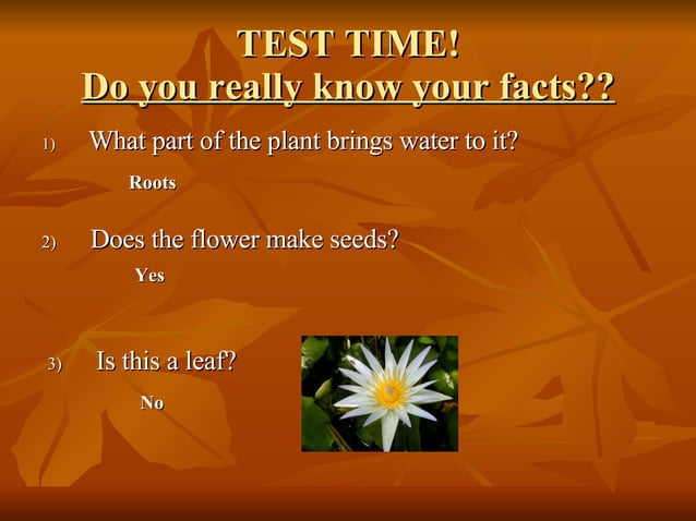 Parts of a Plant | PPT