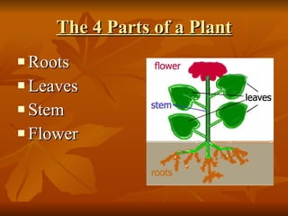 Parts of a Plant | PPT
