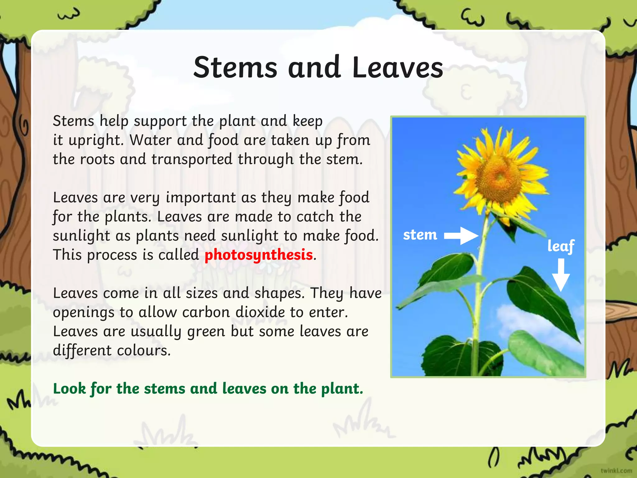 Parts-of-a-Plant-PowerPoint.ppt