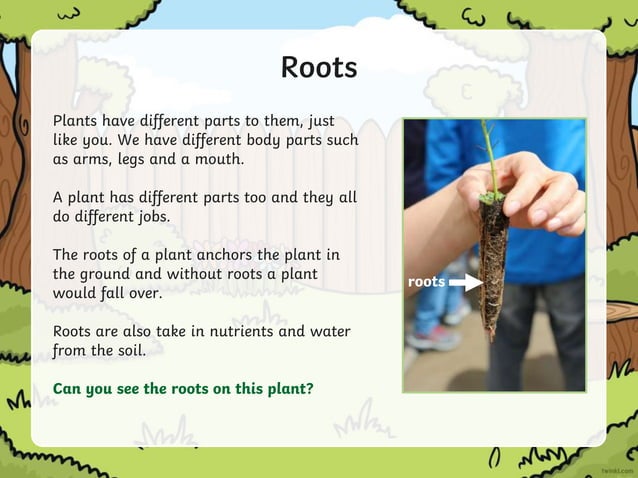 Parts-of-a-Plant-PowerPoint.ppt