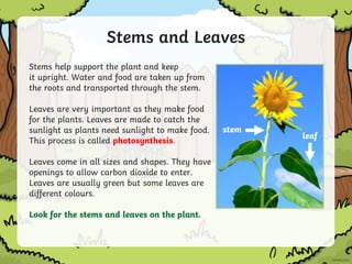 Parts-of-a-Plant-PowerPoint.ppt