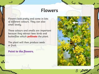 Parts-of-a-Plant-PowerPoint.ppt