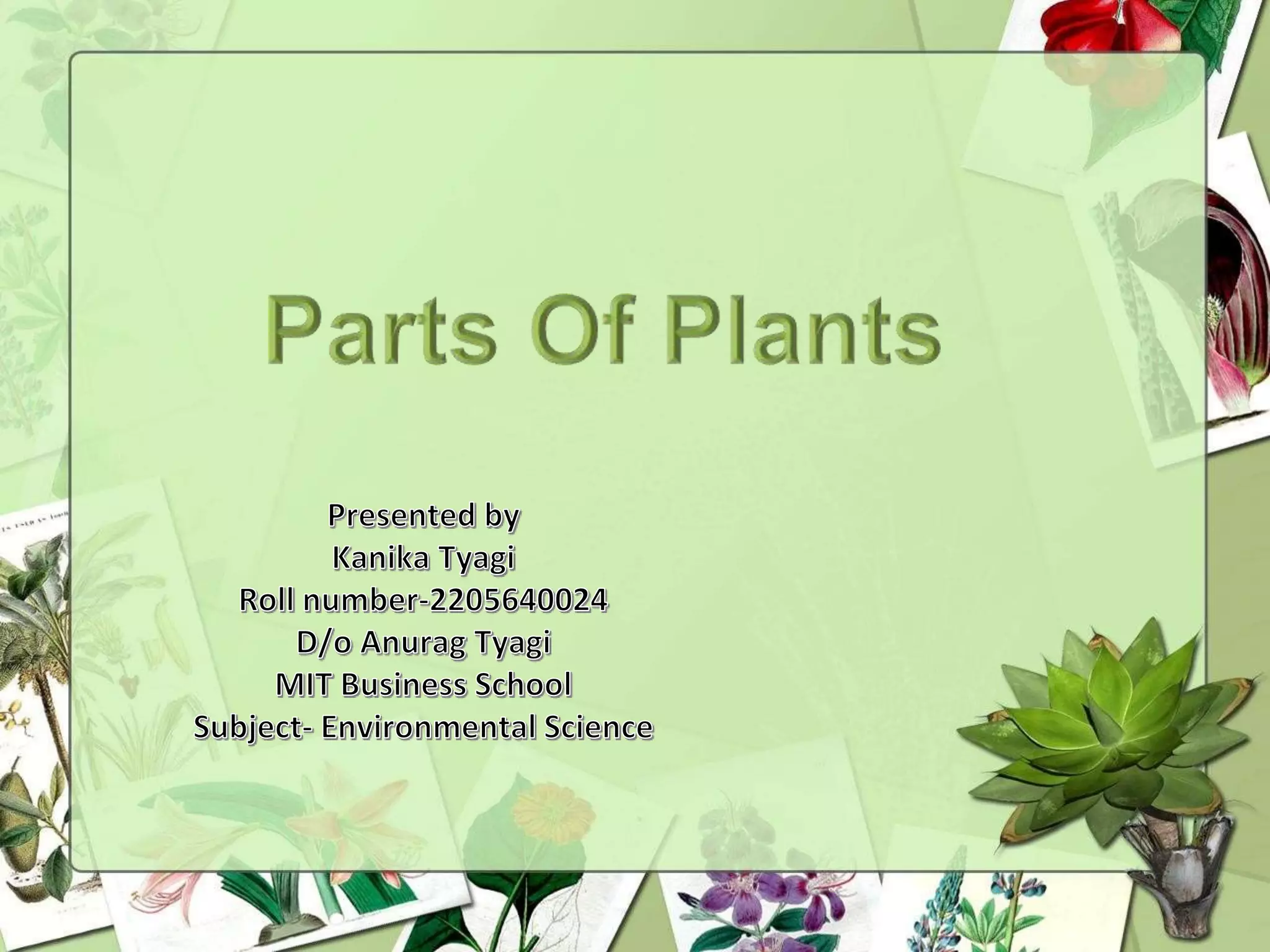 parts-of-a-plant-powerpoint.pptx