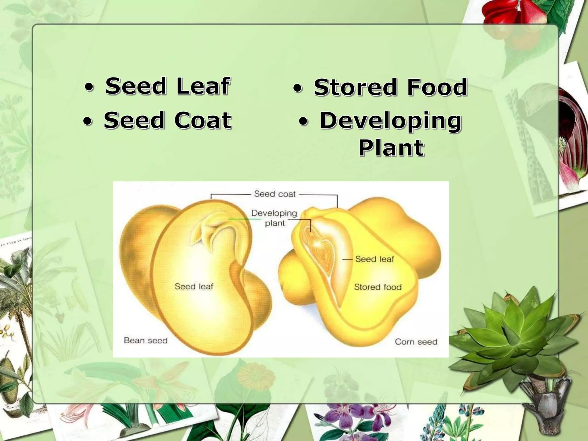 parts-of-a-plant-powerpoint.pptx