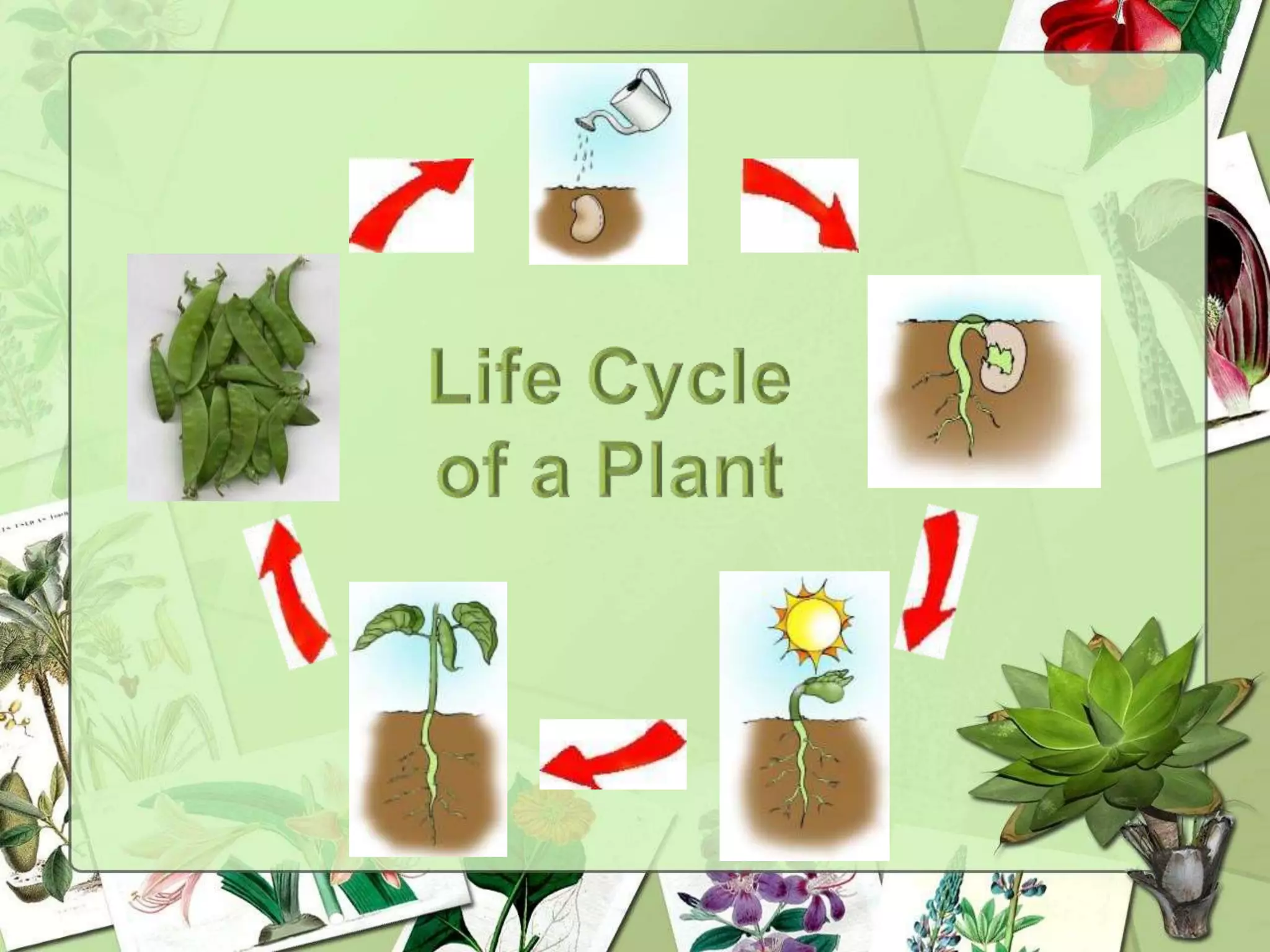 parts-of-a-plant-powerpoint.pptx