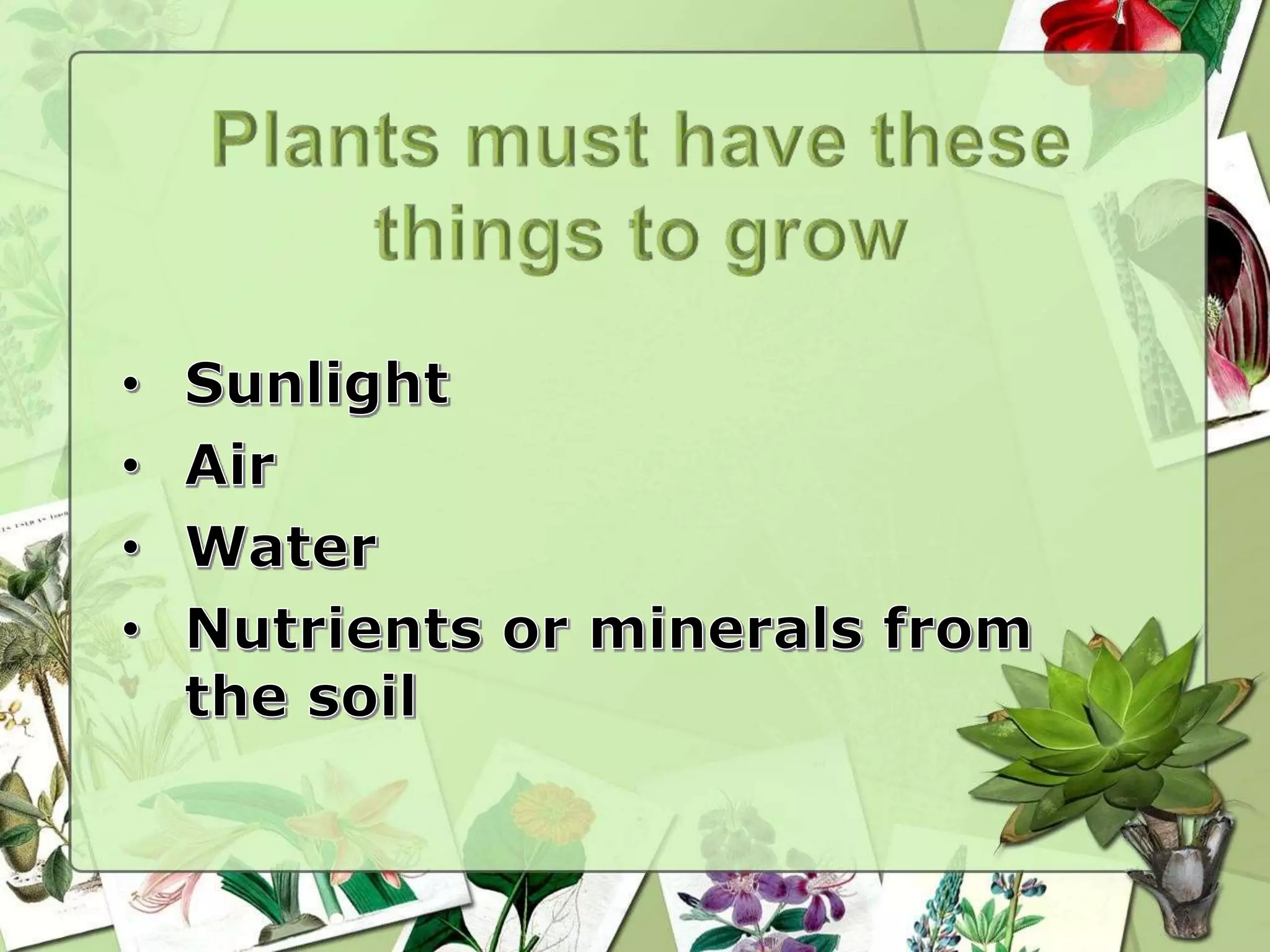 parts-of-a-plant-powerpoint.pptx