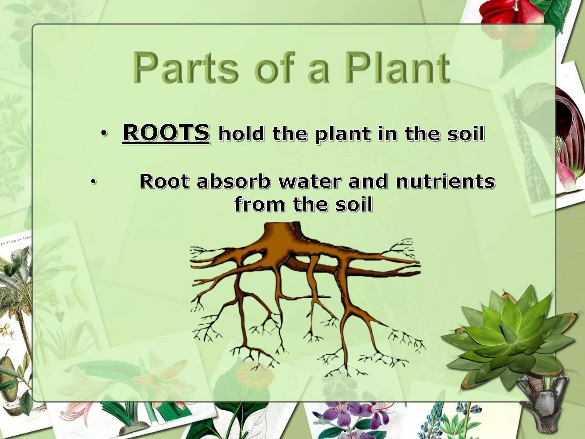 parts-of-a-plant-powerpoint.pptx