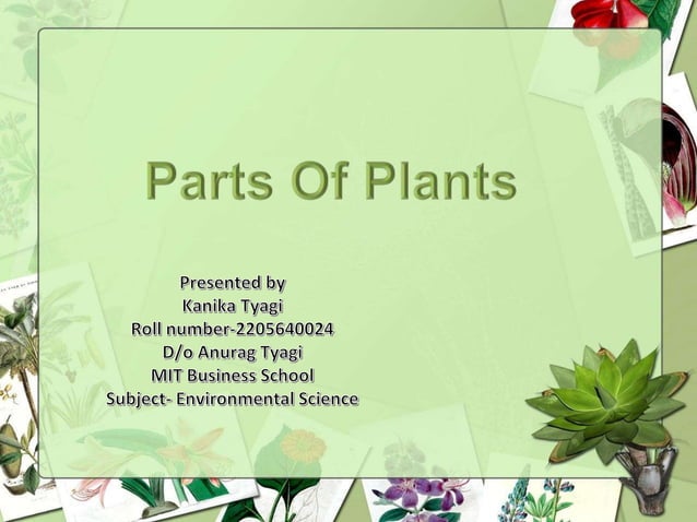 parts-of-a-plant-powerpoint.pptx