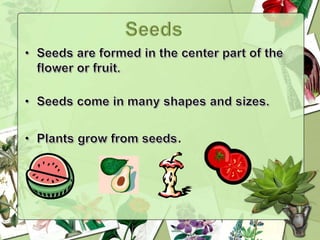 parts-of-a-plant-powerpoint.pptx