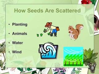 parts-of-a-plant-powerpoint.pptx