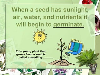 parts-of-a-plant-powerpoint.pptx