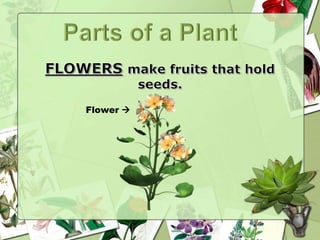 parts-of-a-plant-powerpoint.pptx
