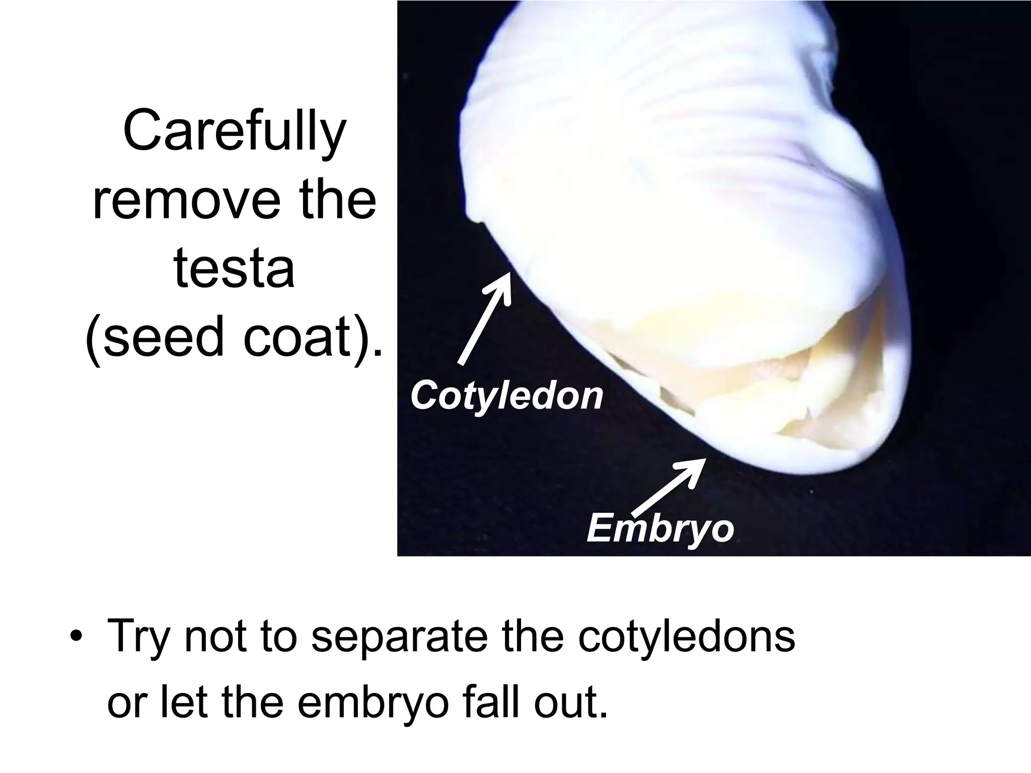 Parts of-a-seedling 2013 | PPTX