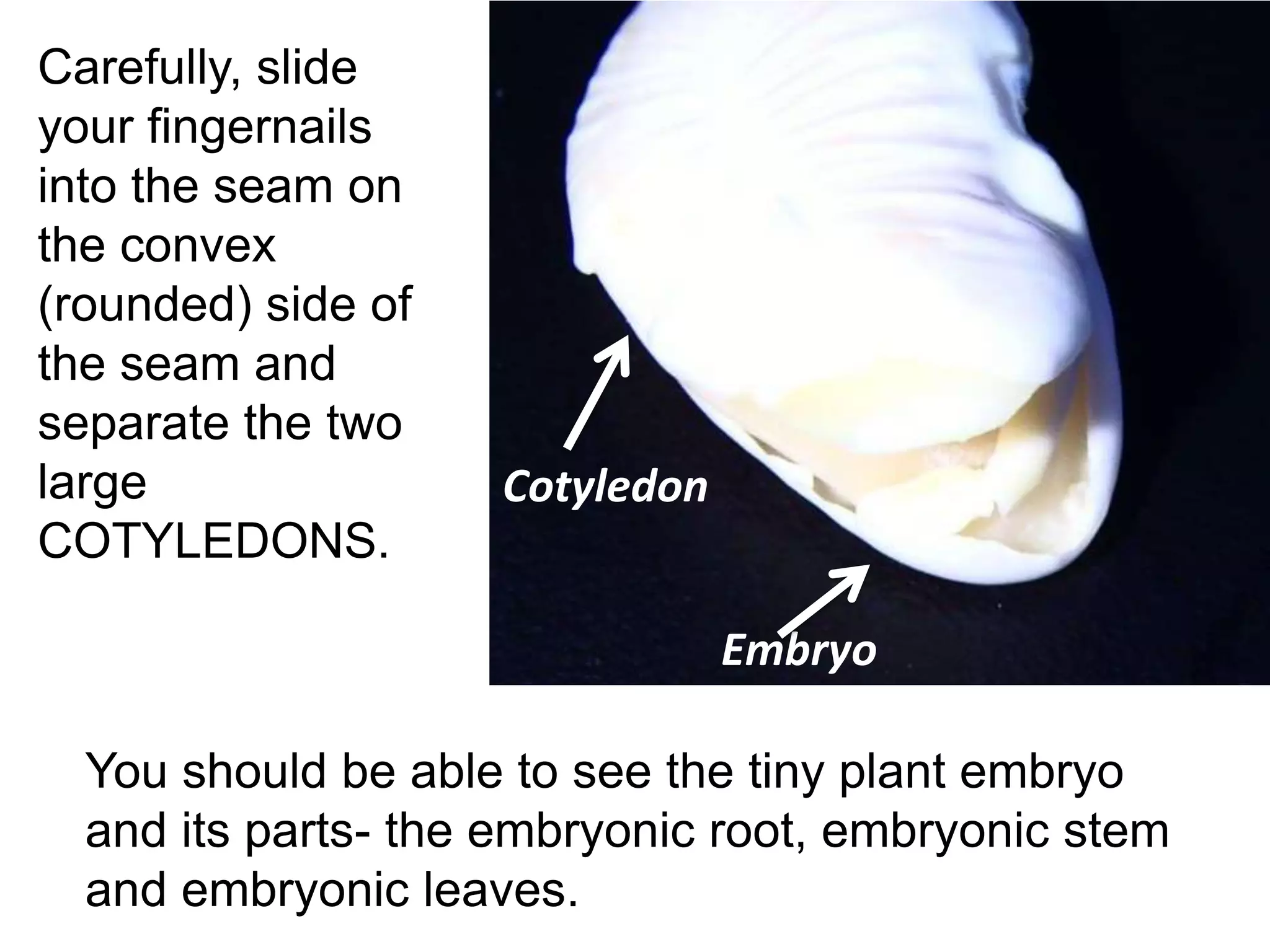 Parts of-a-seedling 2013 | PPTX
