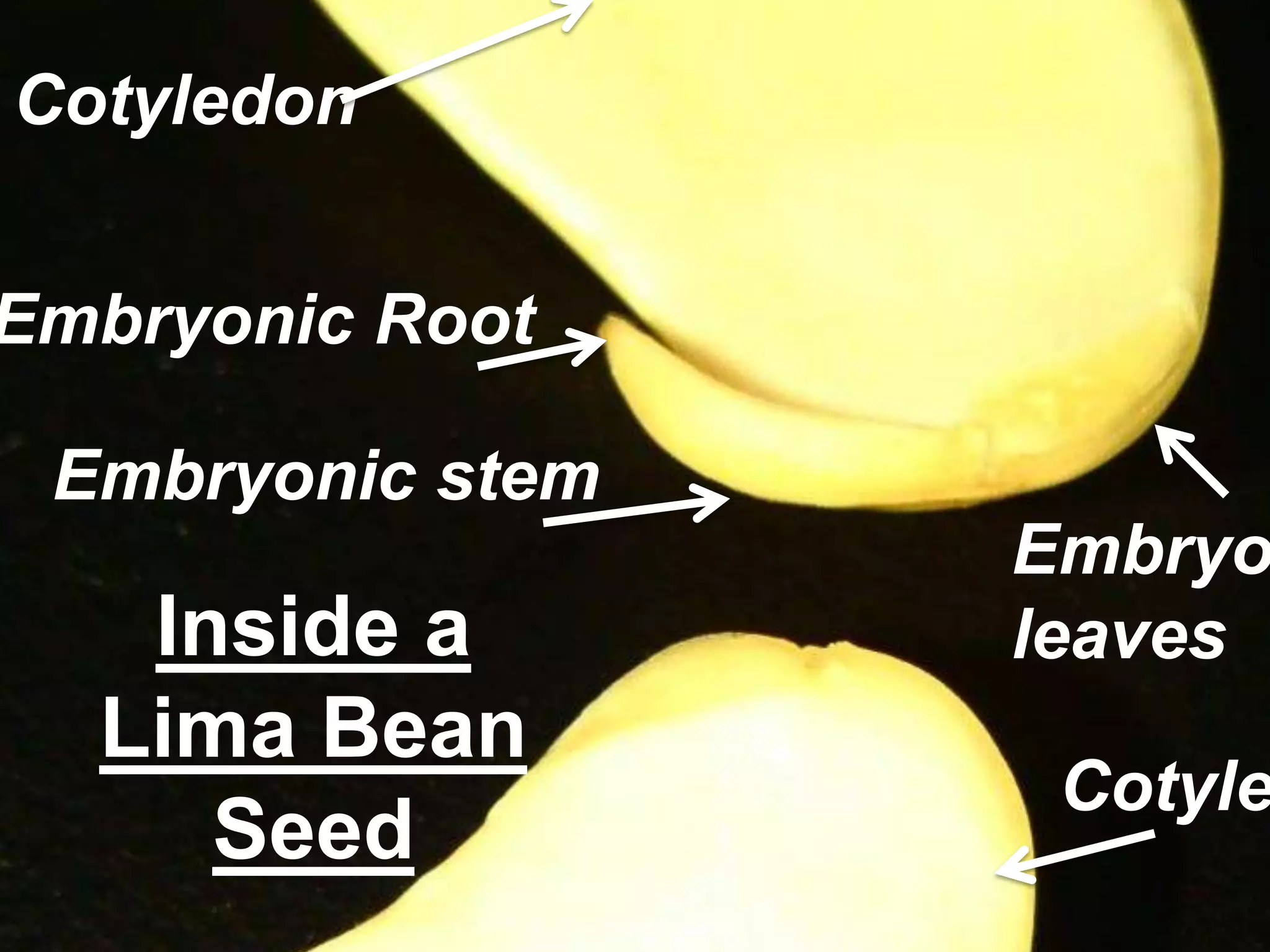 Parts of-a-seedling 2013 | PPTX