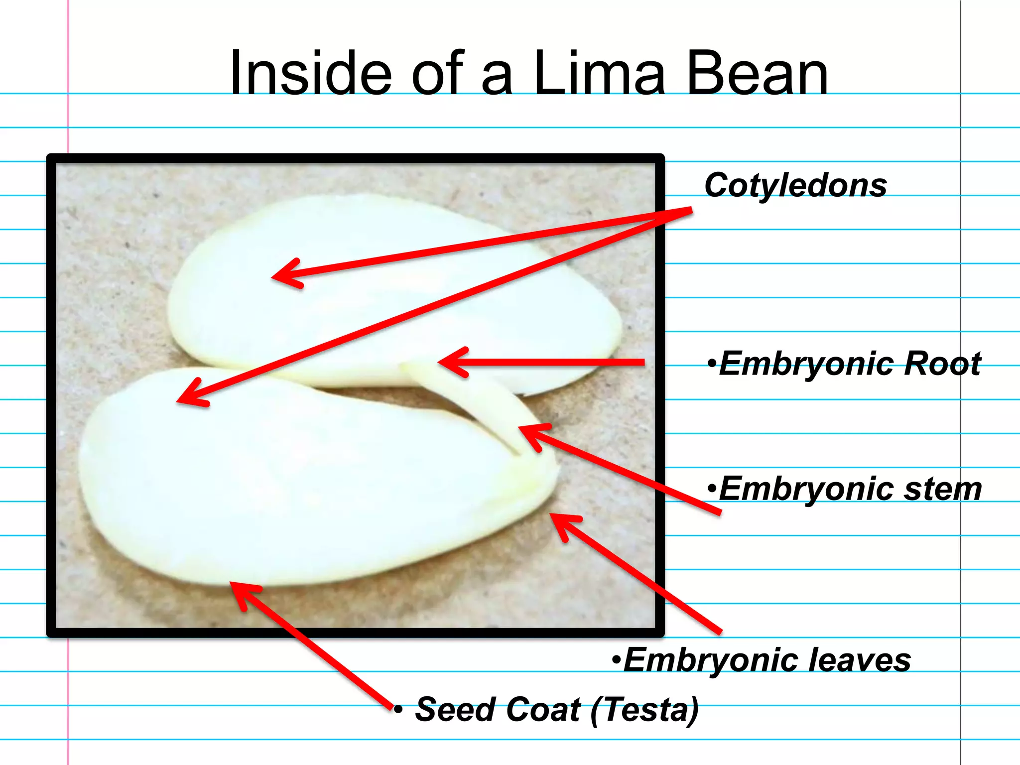Parts of-a-seedling 2013 | PPTX
