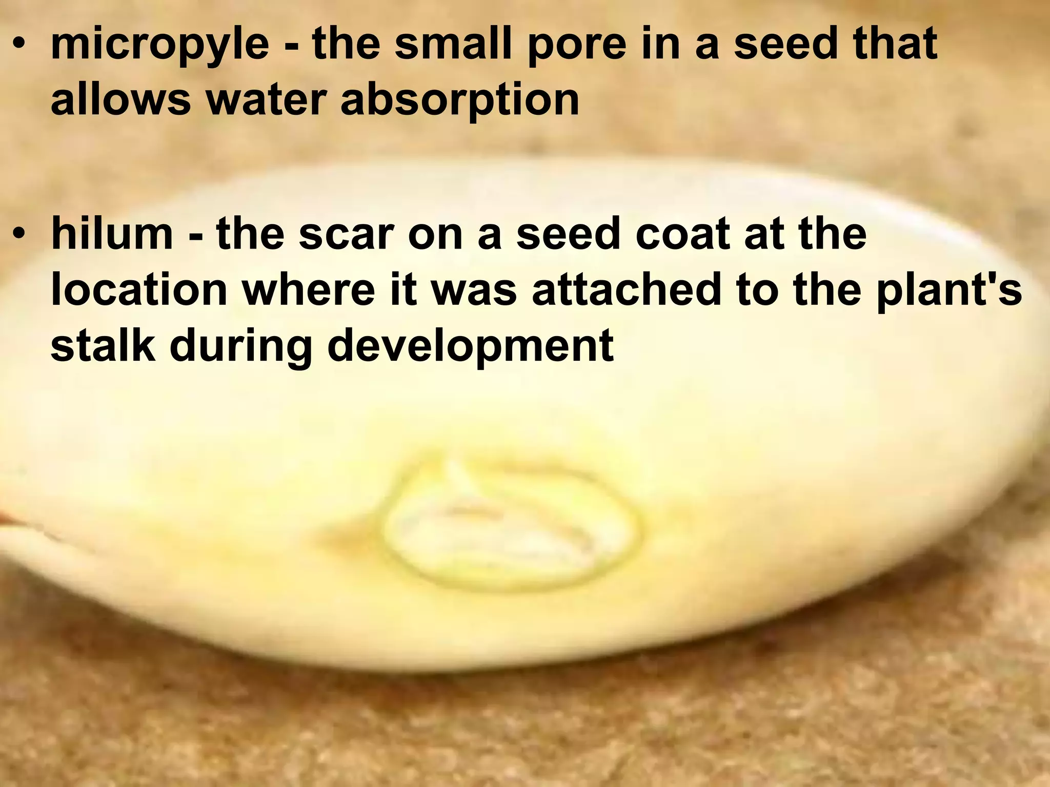 Parts of-a-seedling 2013 | PPTX