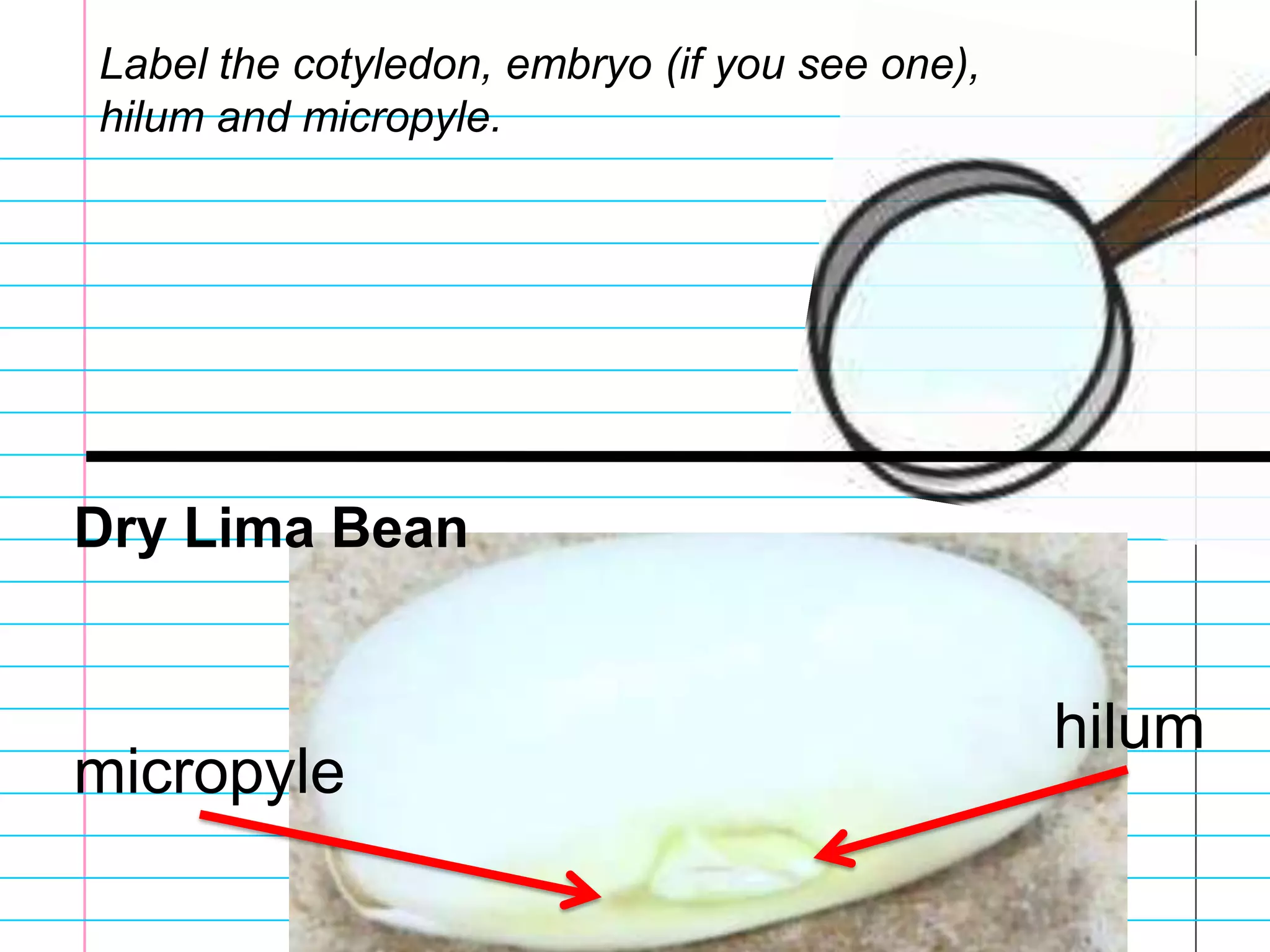 Parts of-a-seedling 2013 | PPTX