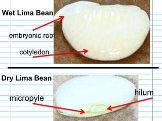 Parts of-a-seedling 2013 | PPTX