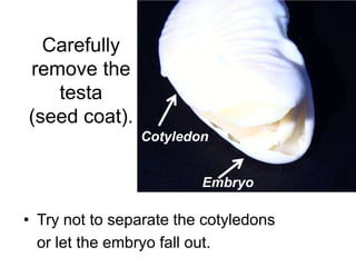 Parts of-a-seedling 2013 | PPTX