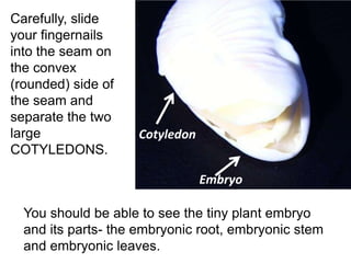 Parts of-a-seedling 2013 | PPTX