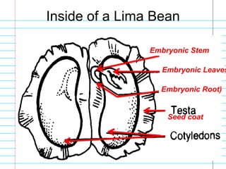 Parts of-a-seedling 2013 | PPTX