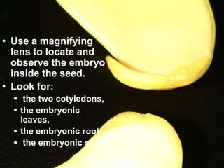 Parts of-a-seedling 2013 | PPTX