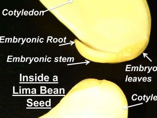 Parts of-a-seedling 2013 | PPTX