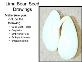 Parts of-a-seedling 2013 | PPTX
