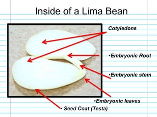 Parts of-a-seedling 2013 | PPTX