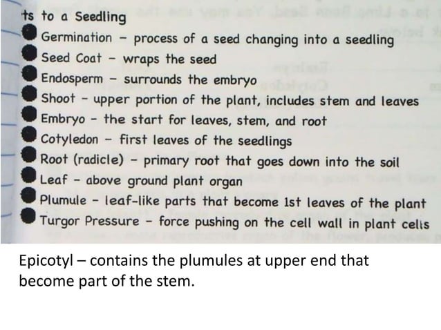 Parts of-a-seedling 2013 | PPTX
