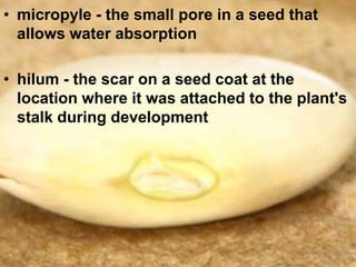 Parts of-a-seedling 2013 | PPTX