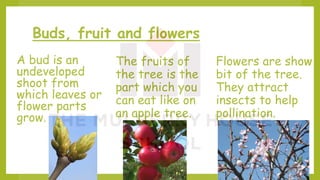 Parts-of-a-tree-powerpoint.pdf