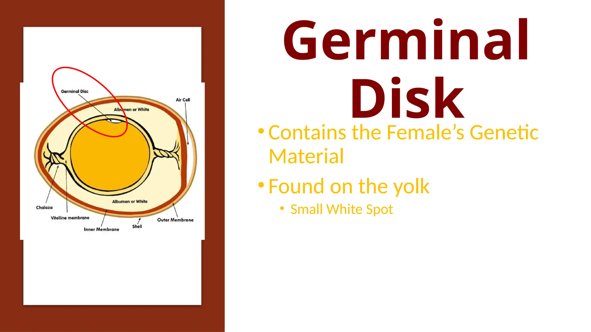 Parts-ohhhfghjkkjjghjhuhhf-an-Egg-PPT.pptx