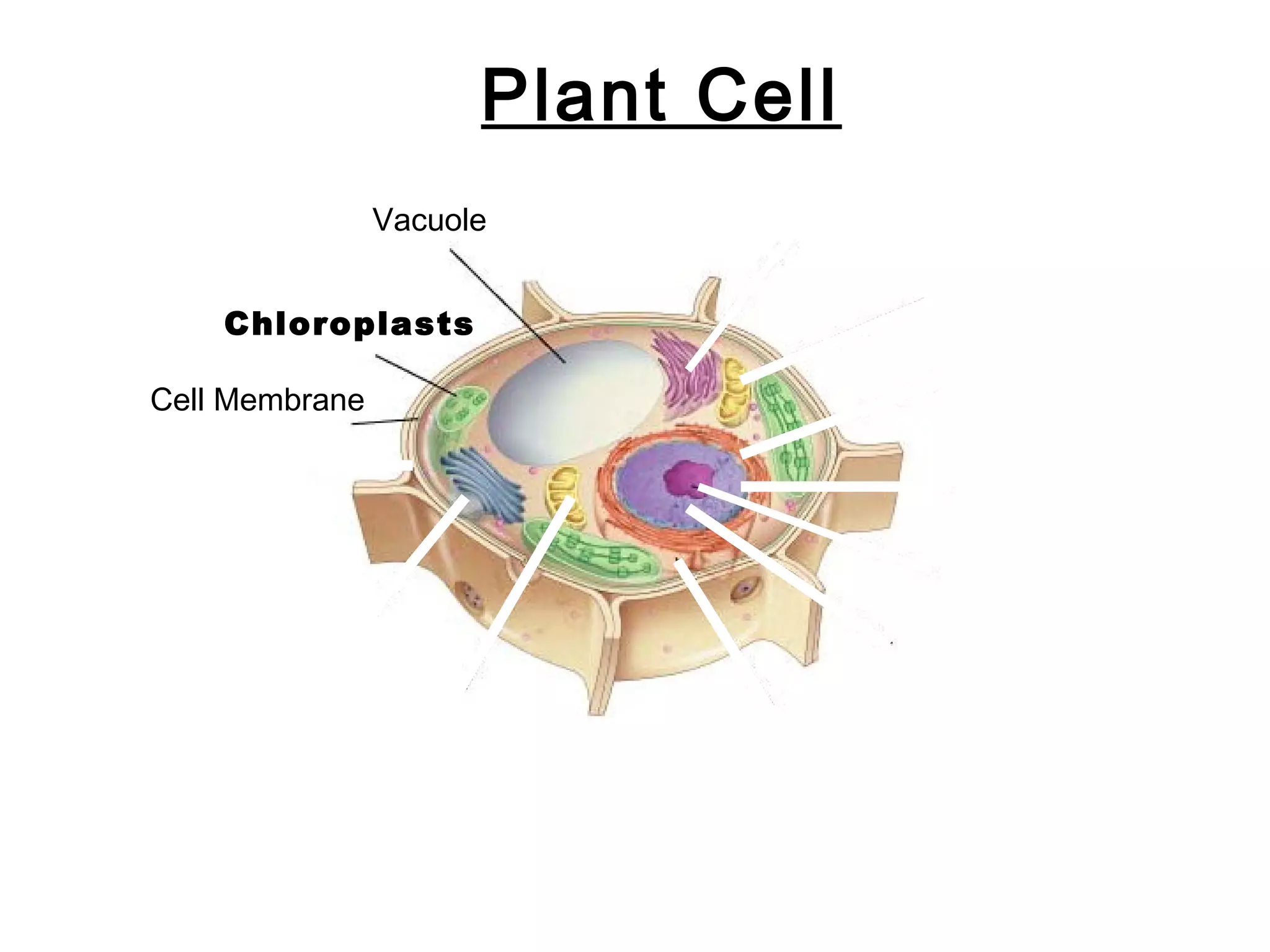 Parts of the Cell | PPT