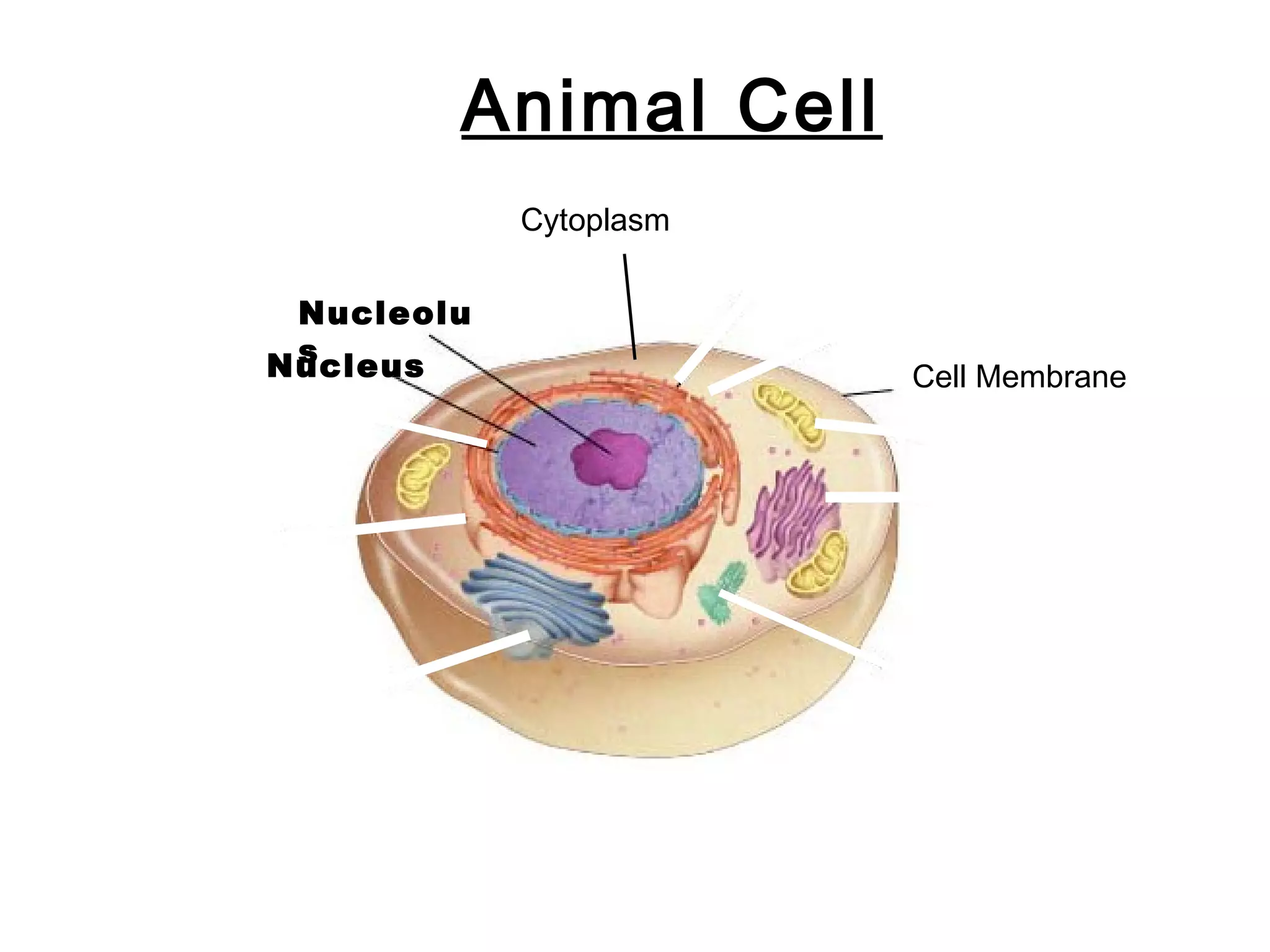 Parts of the Cell | PPT