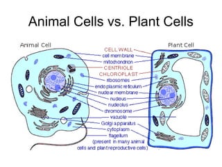 Parts of the Cell | PPT